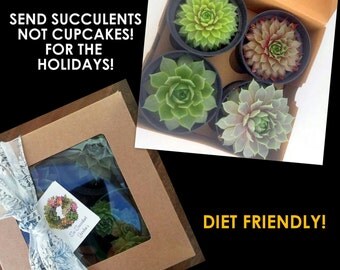 Unique live succulents related items | Etsy