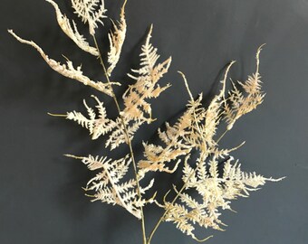 Asparagus fern | Etsy