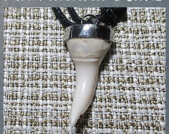 Real tiger tooth | Etsy