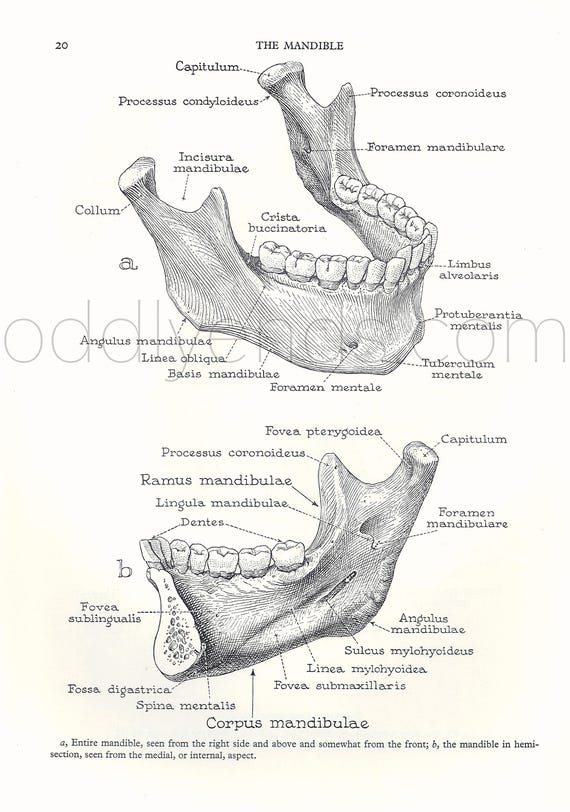 1950s Human Jaw Mandible Anatomy Original Vintage Print Anatomy ...
