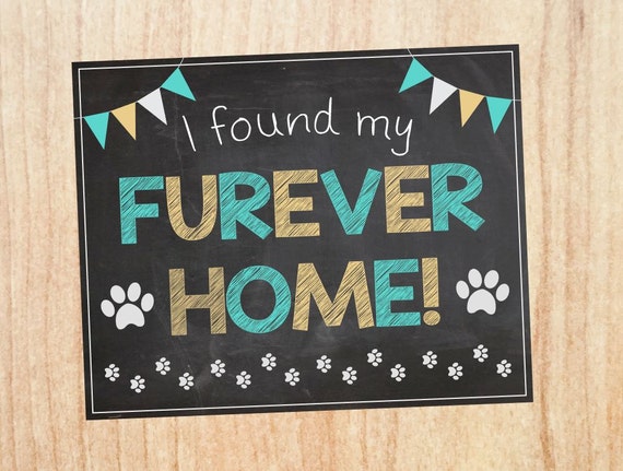 Pet Adoption sign Sign PRINTABLE cat dog animal shelter photo