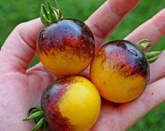 Rare tomato seeds | Etsy