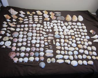 Hermit crab shell | Etsy