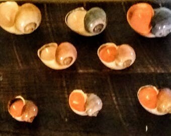 Apple snail shell | Etsy