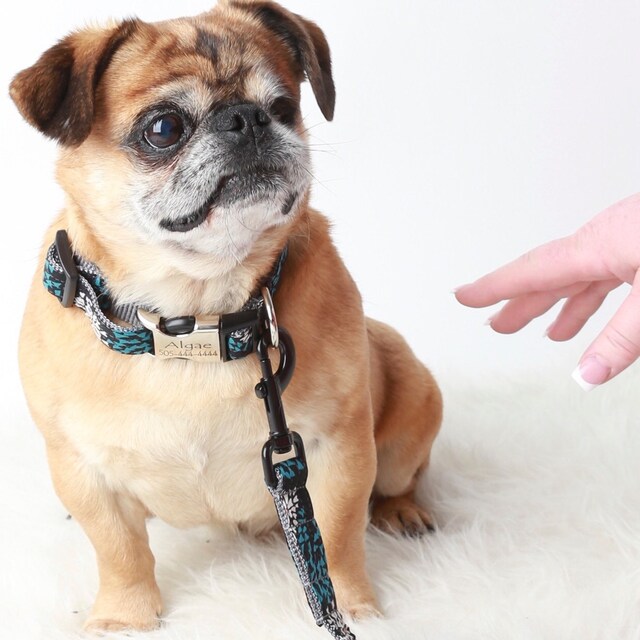 Personalized Dog Collars for the Super Cool Dog by shopmimigreen