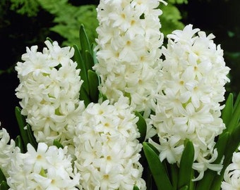 White hyacinth | Etsy