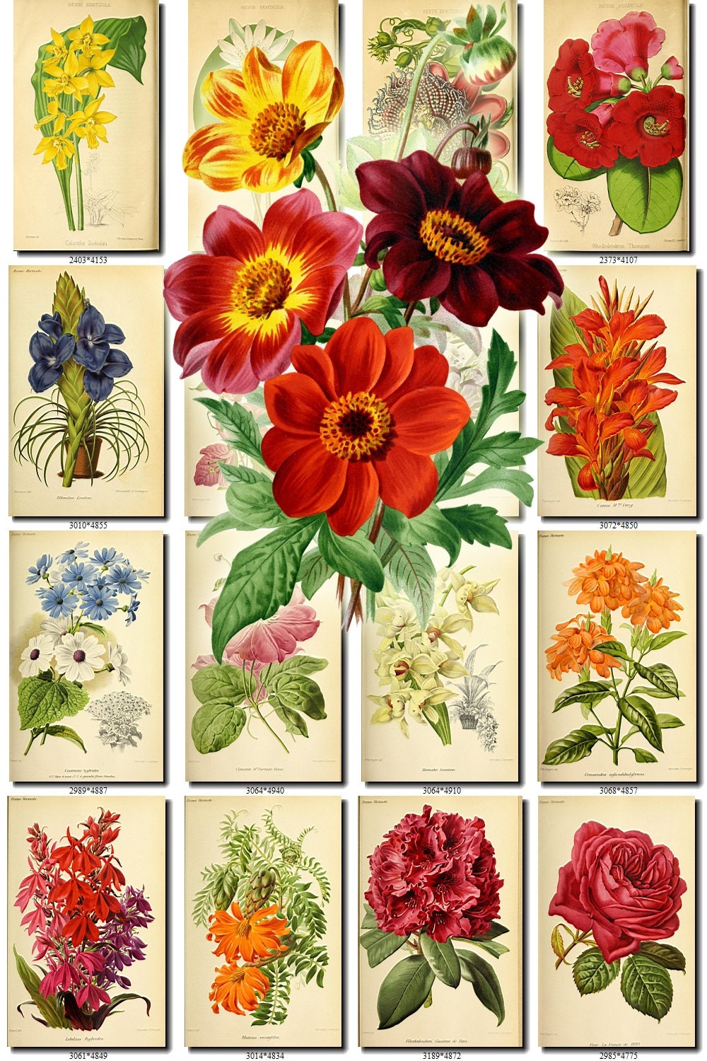 FLOWERS 139 Collection Of 222 Vintage Images Dahlia flowers-139-collection-of-222-vintage-images-dahlia