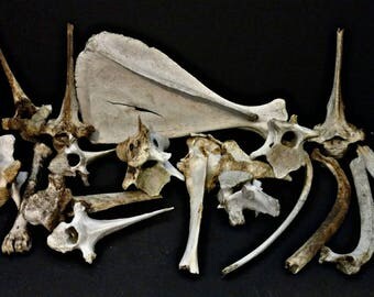 Animal skeleton | Etsy