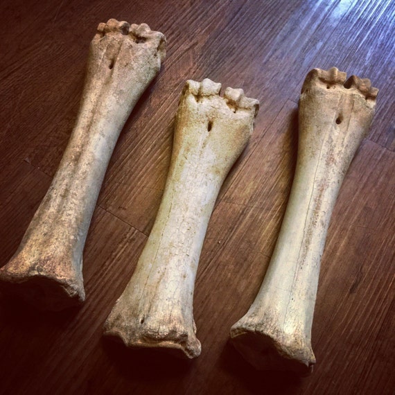 3 Deer Leg Bones 3-deer-leg-bones