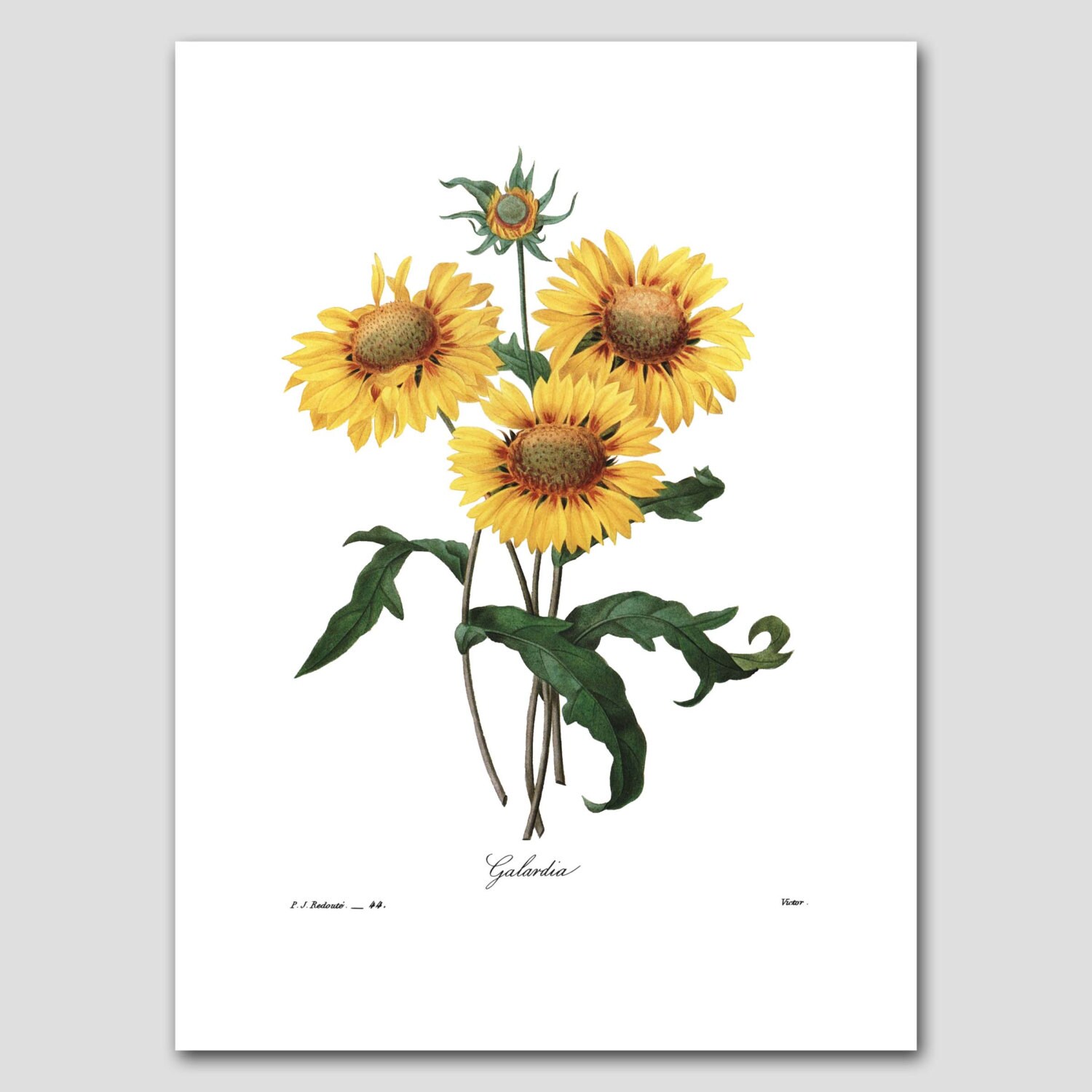 Sunflower Art Yellow Botanical Print by ParagonVintagePrints