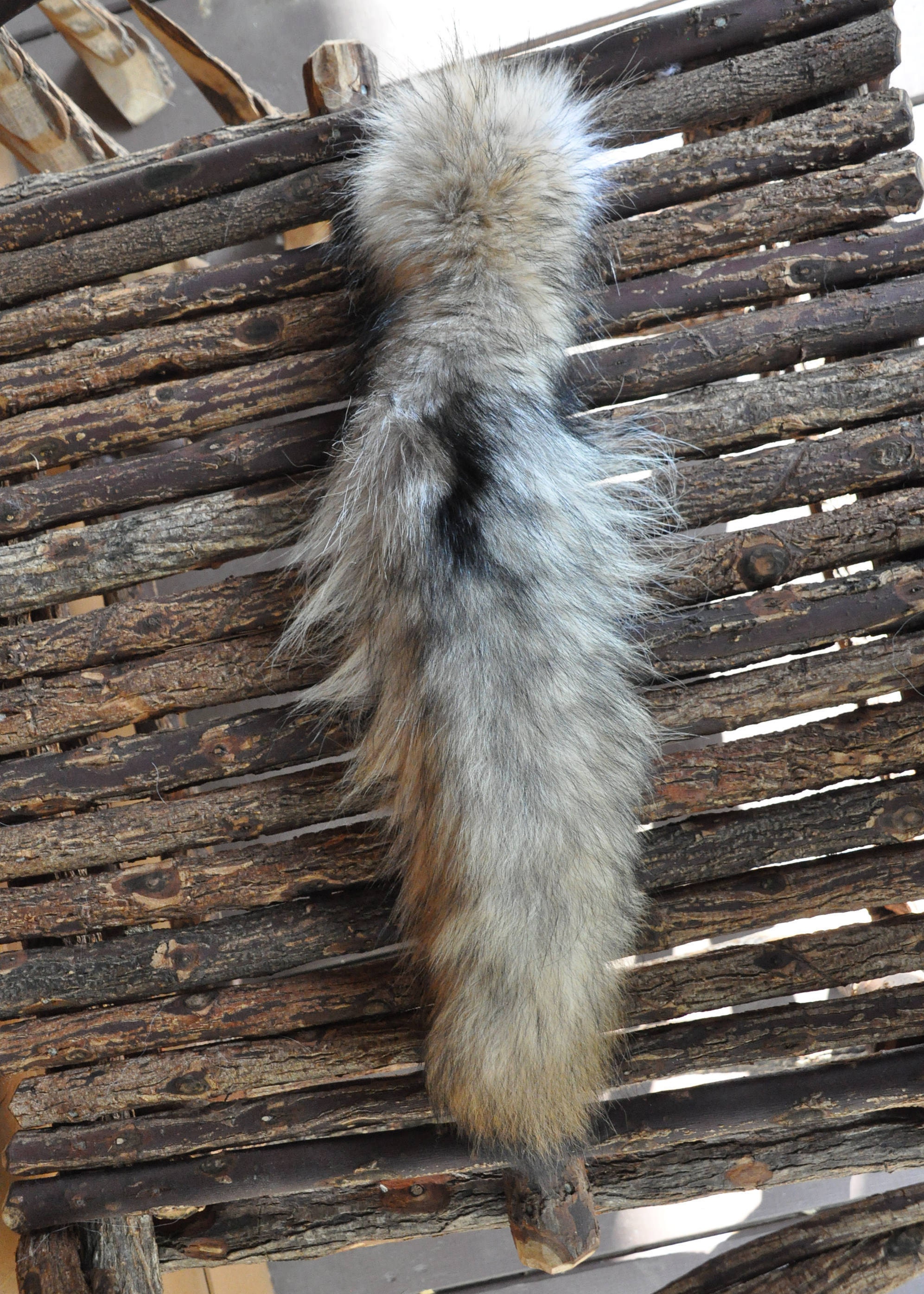 REAL wolf tail.