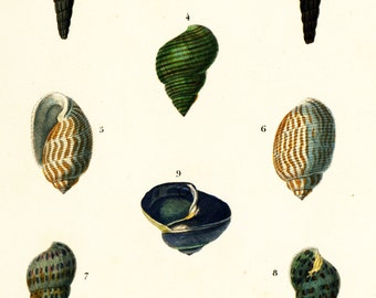 1861 Shells Bulla by Ch. Orbigny Original by sofrenchvintage