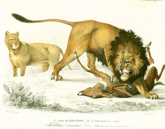 1861 Lion hunting Original Print by Ch. d'Orbigny Antique