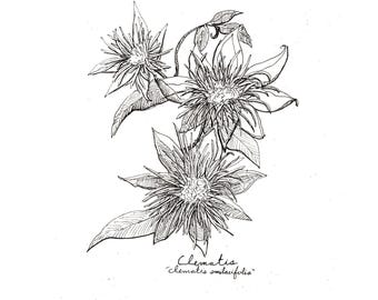 Clematis drawing | Etsy