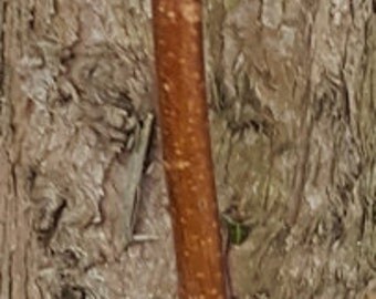 Walking staff | Etsy