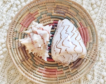 Large conch shell | Etsy
