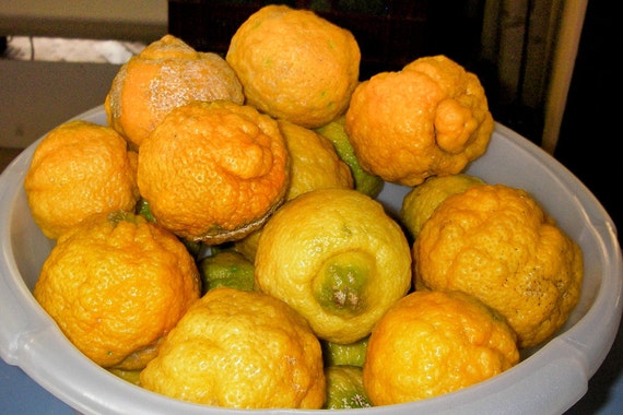 5 African Rough Lemon Tree Seeds-1361