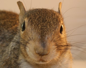 Conjoined Mouse Two Headed Mouse Animal Taxidermy 2 headed NY