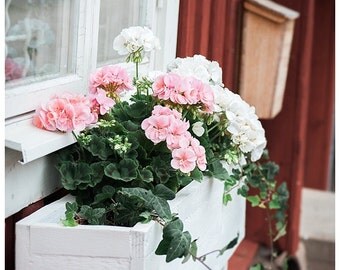 Geranium print | Etsy