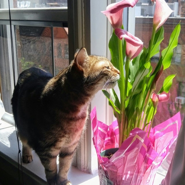 Handcrafted cat furniture by CatnapWorkshop on Etsy