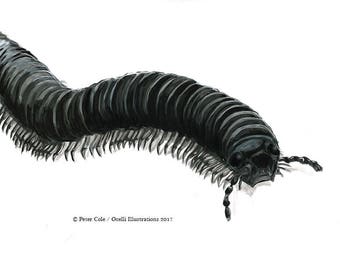 Millipede | Etsy