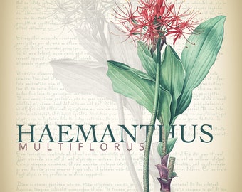 Pink Enkianthus Quinqueflorus Chinese Wild Flower Vintage