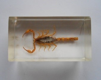 Scorpion in resin | Etsy