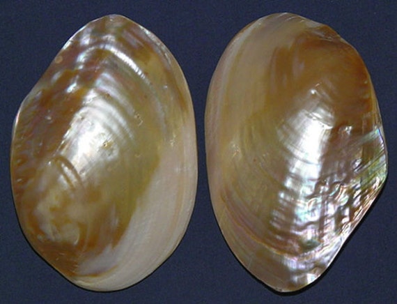 Polished GIANT Philippine Golden Mussel 1 Paired Shell