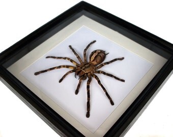 Real framed spiders and insects by TarantulaBox on Etsy