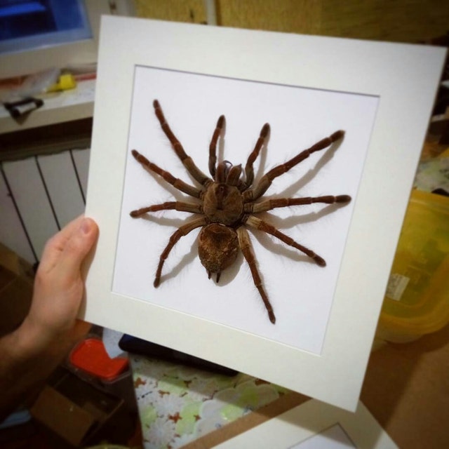 Real framed spiders and insects by TarantulaBox on Etsy
