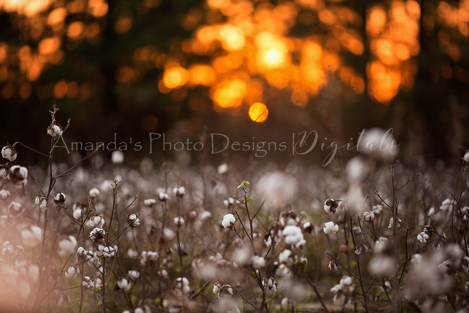 Cotton 2 Digital Background with Cotton Overlay