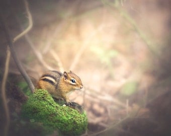 Chipmunk art | Etsy