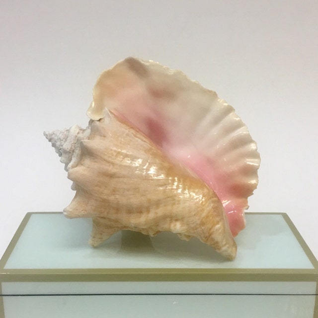 Beach Decor for the Home Weddings and Events by SeashellCollection