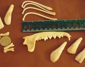 Raccoon penis bone | Etsy