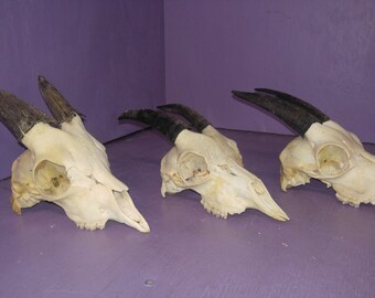 Skunk skull real animal taxidermy skeleton head by boomer2563