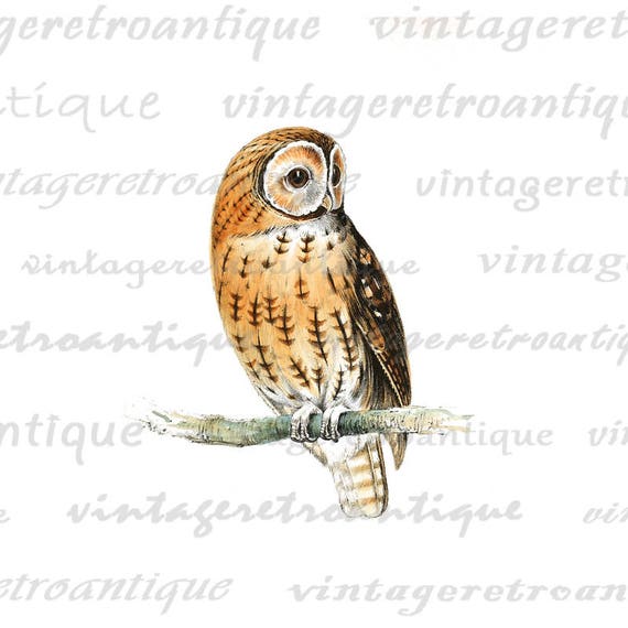 Owl Antique Graphic Digital Image Download Color Illustration