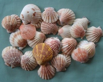 Natural sea shells | Etsy