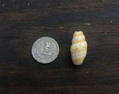 Hawaiian Sea Shell and Sea glass supplier by hawaiianseashellco