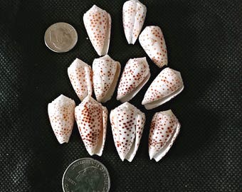 Hawaiian shells | Etsy