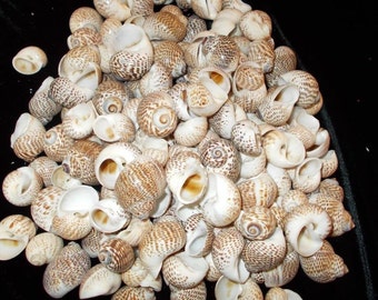 Hermit crab shell | Etsy