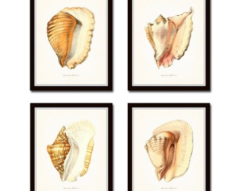 Seashell Art Navy Blue White Seashell Prints Seashell