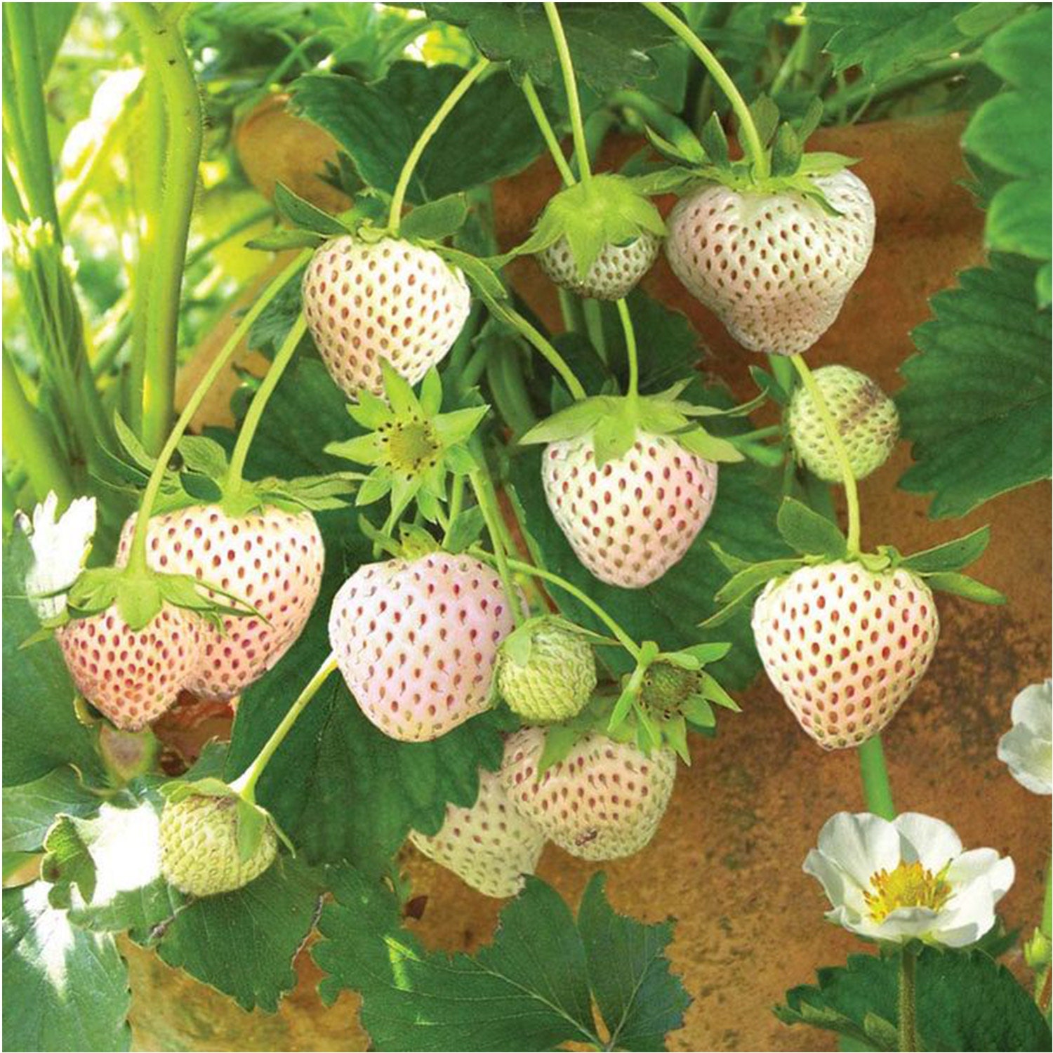 White Carolina Strawberries, Pineberry, 10 Bare Roots, Pineapple ...