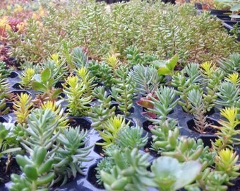 Cactus planter | Etsy