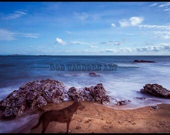 Australian kelpie | Etsy