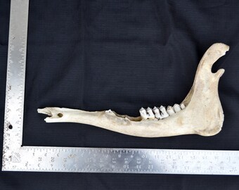 Items similar to Animal bones / skull art / teeth jewelry / moose ...