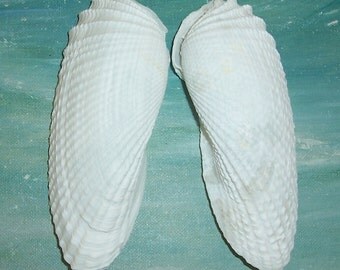 Angel wing shell | Etsy