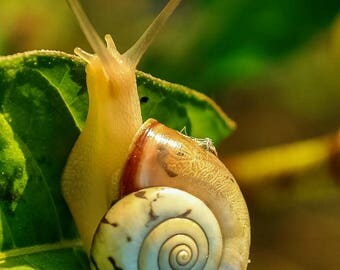 Snail art print | Etsy