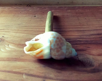 Unique seashell pipe related items | Etsy