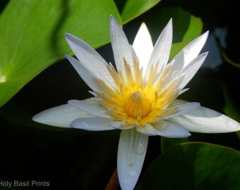 Lotus flower print | Etsy