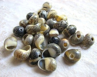 Round seashell | Etsy